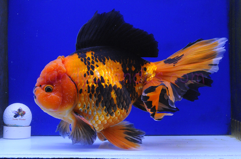 BIG Broadtail Black/Red Oranda » DandyOrandas.com