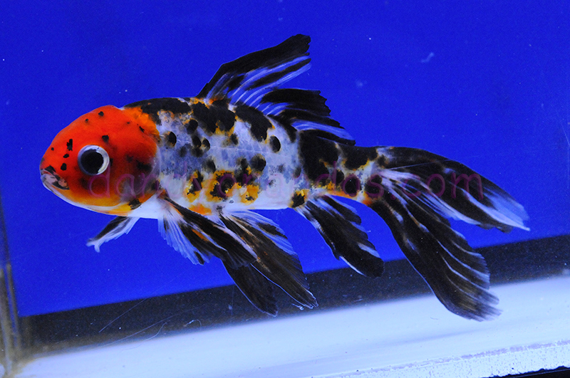 Shubunkin with Red Head » DandyOrandas.com