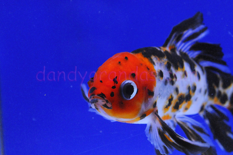 Shubunkin with Red Head » DandyOrandas.com