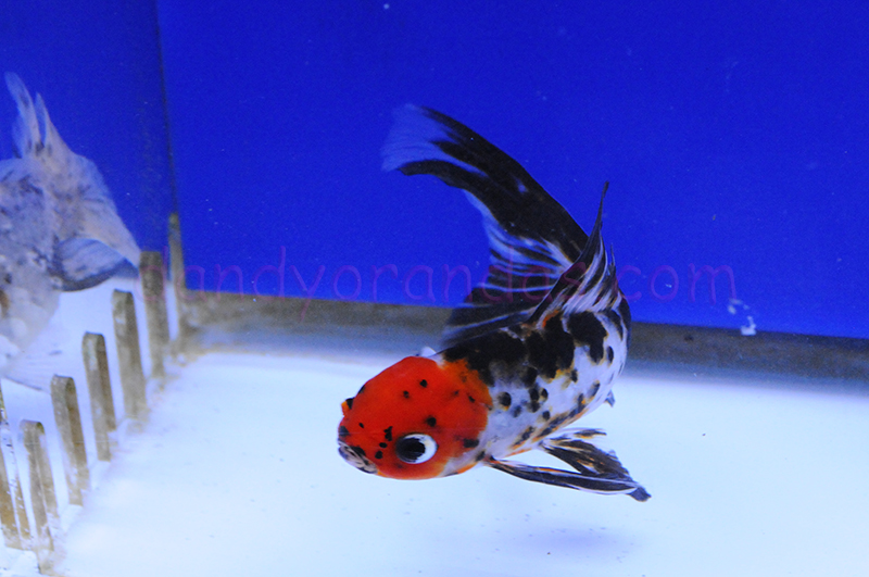 Shubunkin with Red Head » DandyOrandas.com