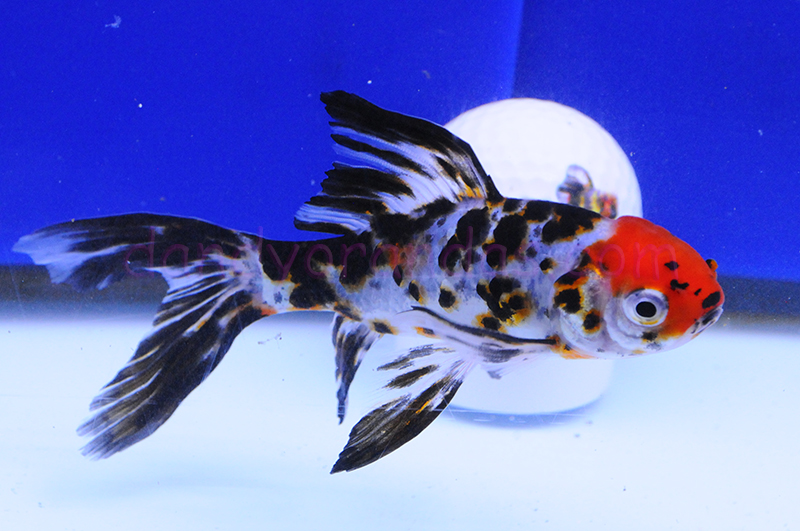 Shubunkin with Red Head » DandyOrandas.com