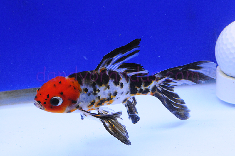 Shubunkin with Red Head » DandyOrandas.com