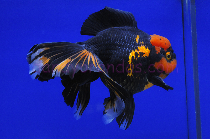 BIG Red/Black Oranda » DandyOrandas.com