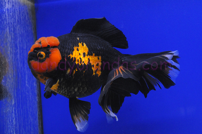 BIG Red/Black Oranda » DandyOrandas.com