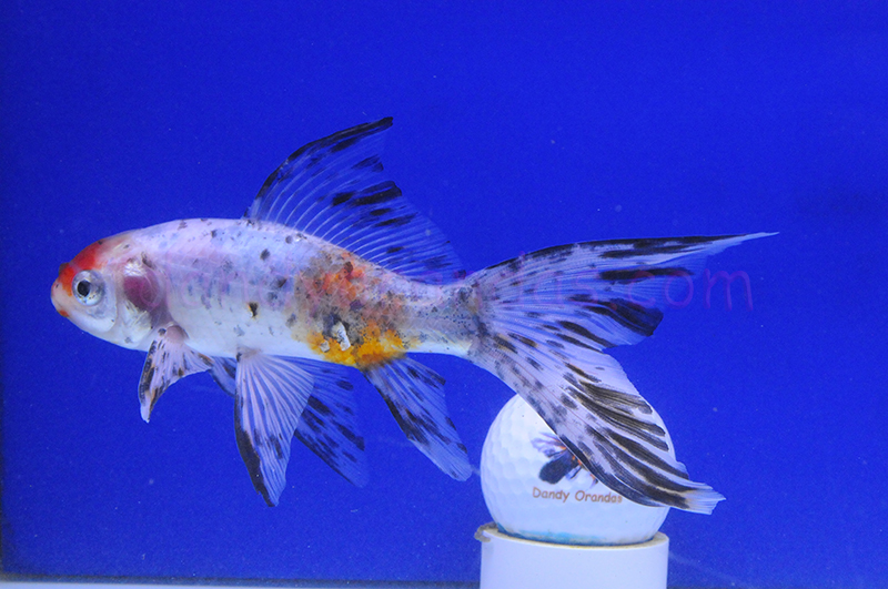 Shubunkin with Red Head » DandyOrandas.com