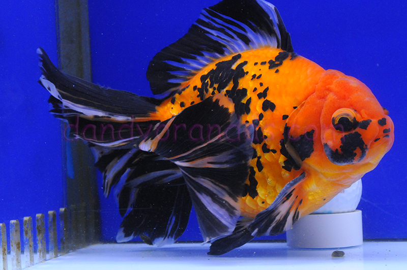 Big Black/Red Broadtail Ryukin/Oranda Cross » DandyOrandas.com