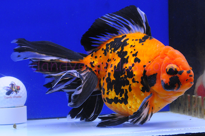 Big Black/Red Broadtail Ryukin/Oranda Cross » DandyOrandas.com
