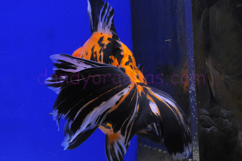 Big Black/Red Broadtail Ryukin/Oranda Cross » DandyOrandas.com