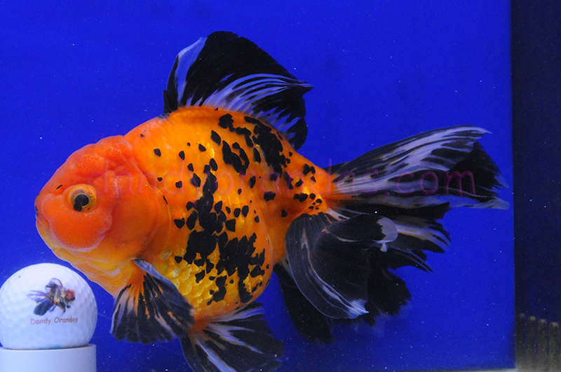Big Black/Red Broadtail Ryukin/Oranda Cross » DandyOrandas.com