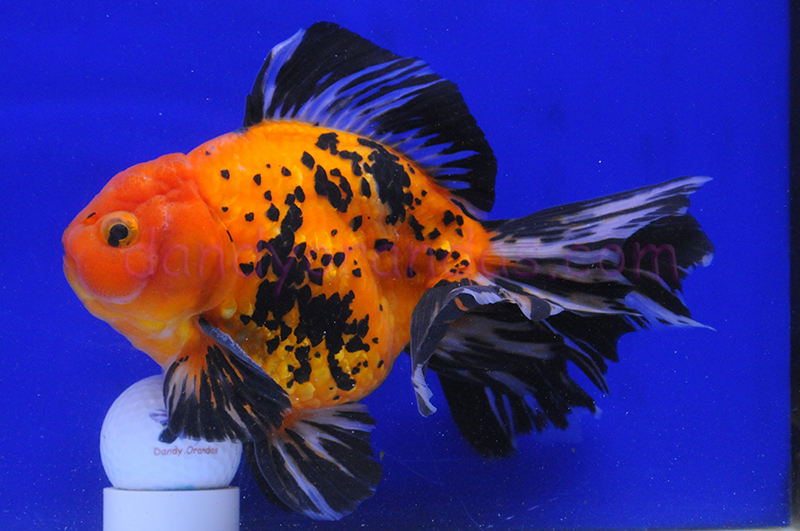 Big Black/Red Broadtail Ryukin/Oranda Cross » DandyOrandas.com