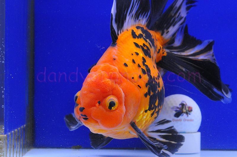 Big Black/Red Broadtail Ryukin/Oranda Cross » DandyOrandas.com