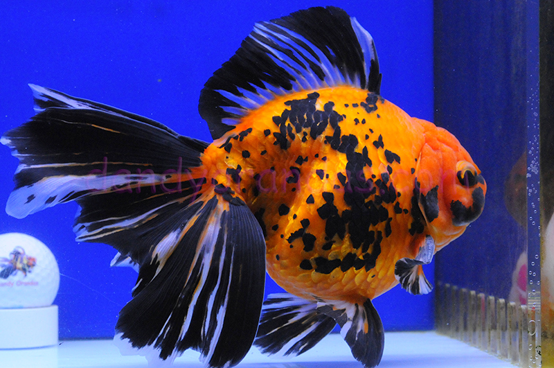 Big Black/Red Broadtail Ryukin/Oranda Cross » DandyOrandas.com