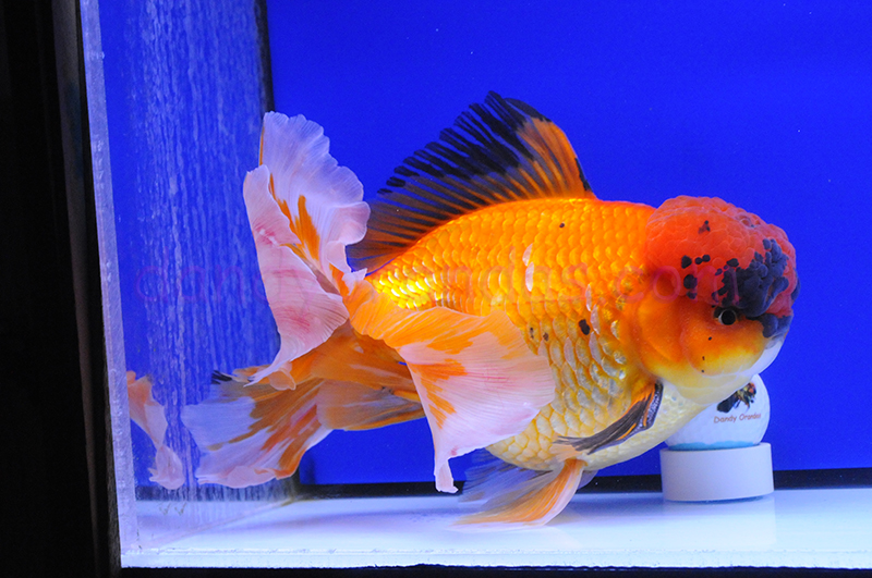 MASSIVE Red Oranda » DandyOrandas.com