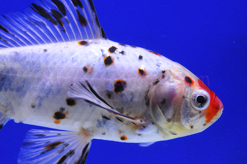 Longtail Shubunkin with Red Head » DandyOrandas.com