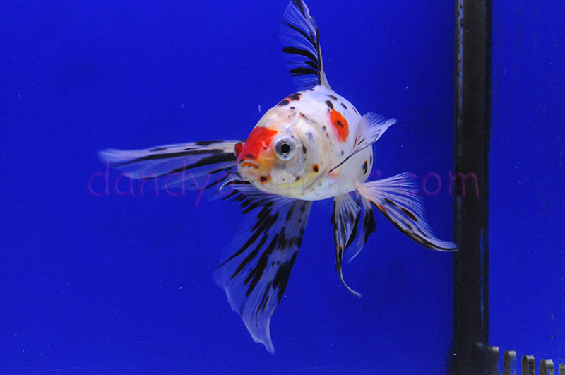 Longtail Shubunkin with Red Head » DandyOrandas.com