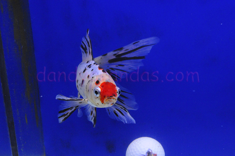 Longtail Shubunkin with Red Head » DandyOrandas.com