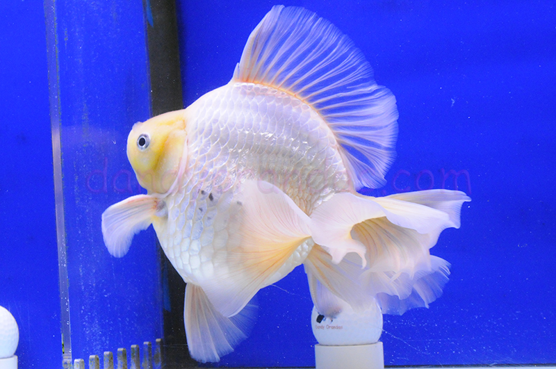 Massive White Broadtail Ryukin » DandyOrandas.com
