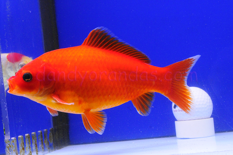Big Red Hibuna with Glass Scale » DandyOrandas.com