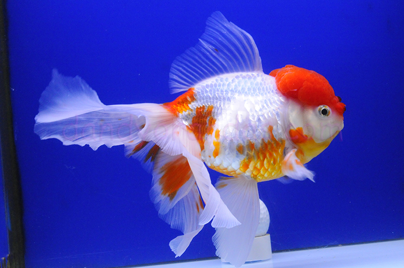 BIG Red/White Oranda with Pompoms » DandyOrandas.com
