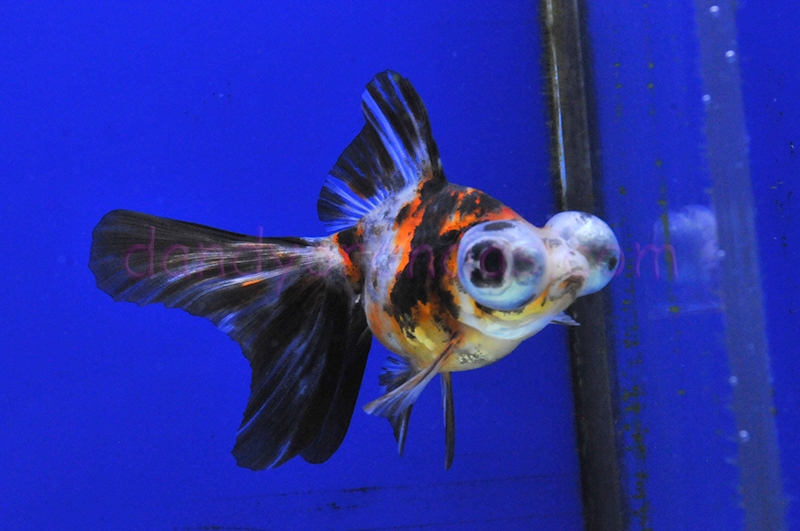 Calico Butterfly Telescope » DandyOrandas.com