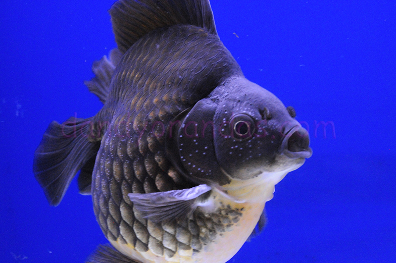 BIG Bronze Short-Tail Ryukin » DandyOrandas.com