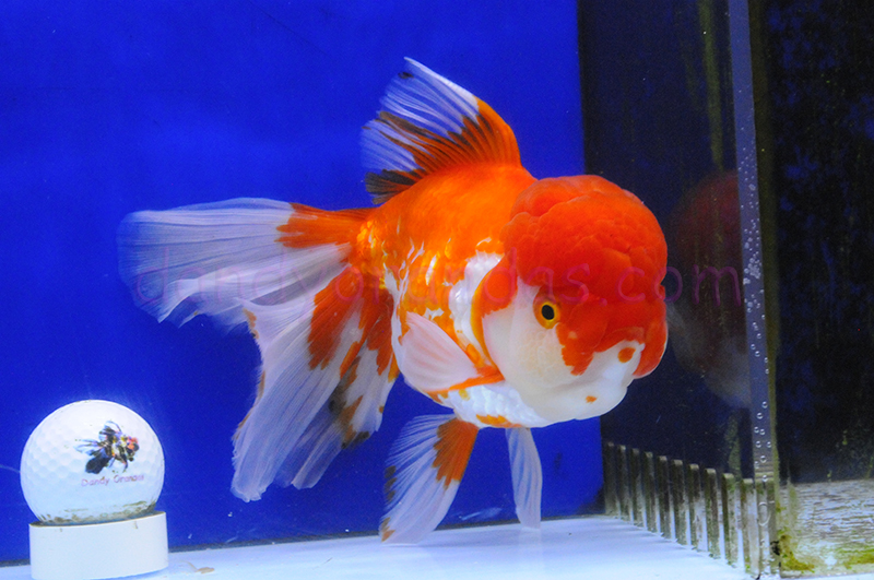 Big Red/White Oranda » DandyOrandas.com