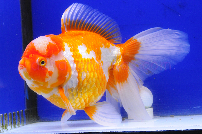 Freakin HUGE Red/White Oranda » DandyOrandas.com