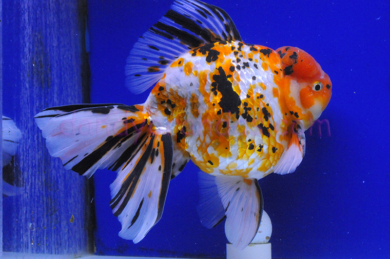 MASSIVE Tri-Color Oranda » DandyOrandas.com