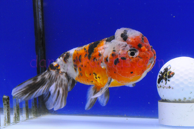 Calico Lionhead » DandyOrandas.com