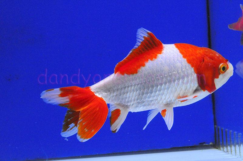 Wakin Goldfish