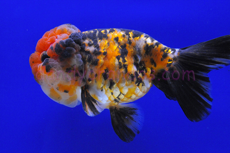 Calico Lionhead » DandyOrandas.com