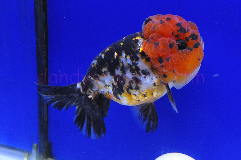 Calico Lionhead » DandyOrandas.com
